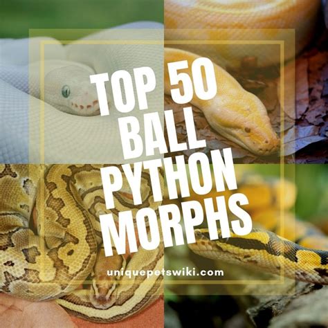 58 Ball Python Morphs A Z Morph Color List With Pictures