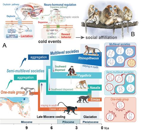 Primate Evolution