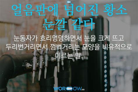 속담 얼음판에 넘어진 황소 눈깔 같다