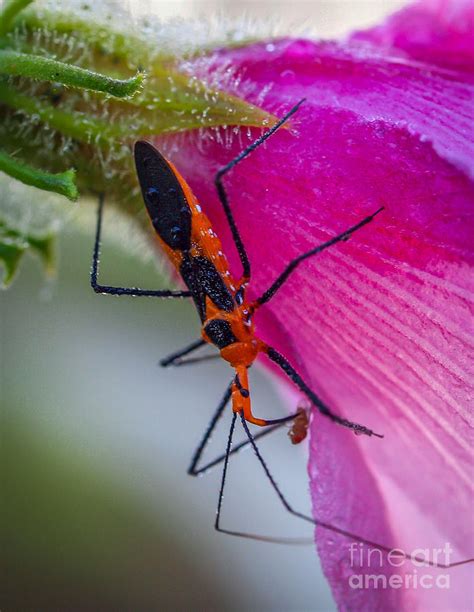 Assassin Bug With Prey Photograph By Tom Claud Pixels Assassin Bug With Prey Photograph By Tom Claud Pixels