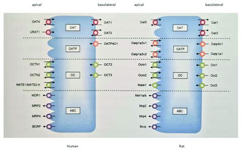 Proteins Relevant For Renal Drug Transport In Humans And Rats Oatoat