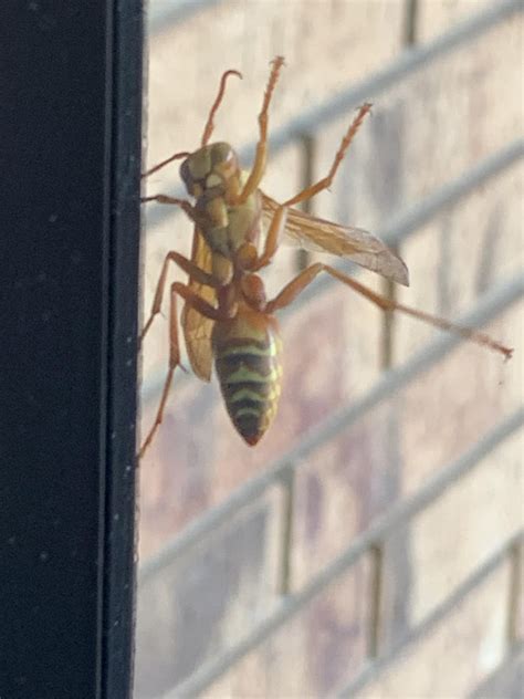 Is This An Executioner Wasp R Insects