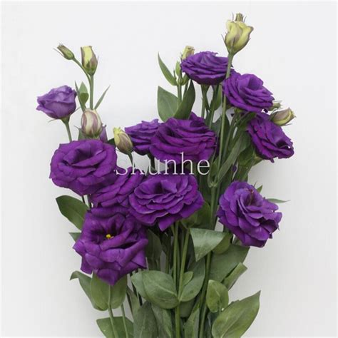 100pcs Eustoma Dwarf Seeds Free Shipping Up To 70 Off