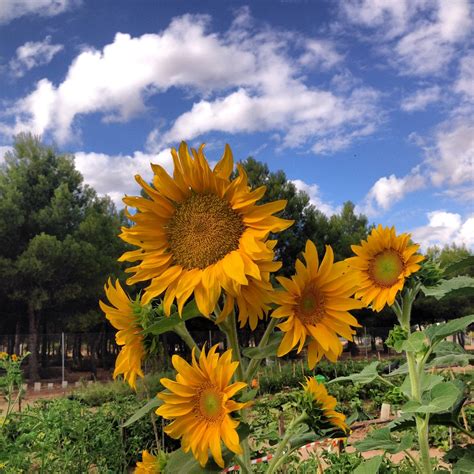 Agricultura EcolÓgica Helianthus Annuus
