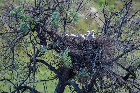 Common Buzzard Call Size And Habitat Plantura