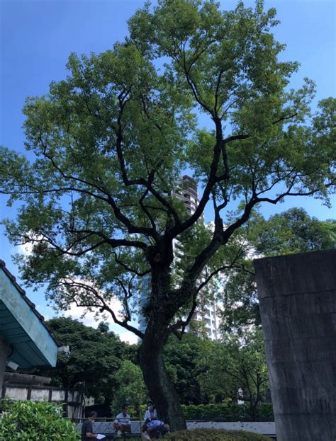 新北增列人權園區2珍貴樹木 中華日報中華新聞雲