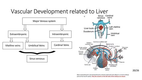 Embryologyofliver 170215140438pptx