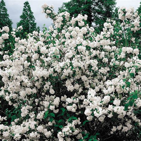 Ornamental Trees To Grow In Michigan