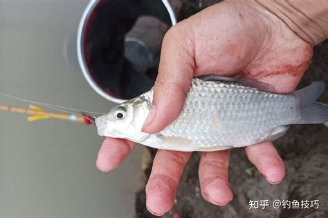 用蚯蚓野钓鲫鱼的新玩法蘸着蜂蜜钓野生鲫鱼鱼口非常好 知乎