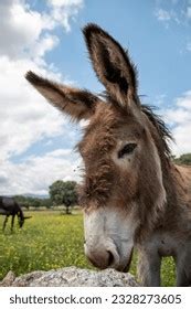 Hundred Equine Sex Royalty Free Images Stock Photos Pictures Shutterstock