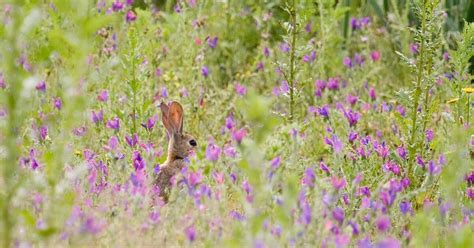 El Pp Forzará Una Votación En El Congreso Para Elaborar Un Plan
