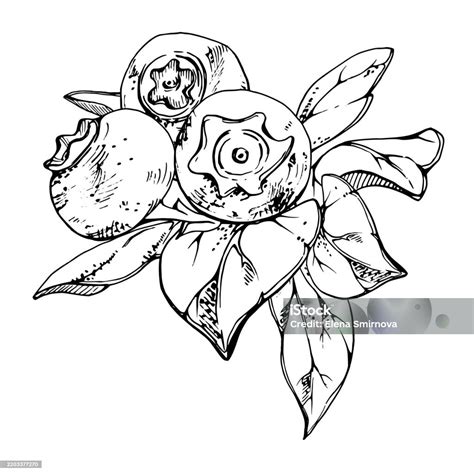 블루 베리 블랙 베리 잉크 벡터에 그려진 손 잘 익은 숲 스케치 베리 뭉치 식물 잎 고립 된 식물 일러스트 화환 레스토랑 디저트 카페 메뉴 결혼식 농민 시장 건강한 생활