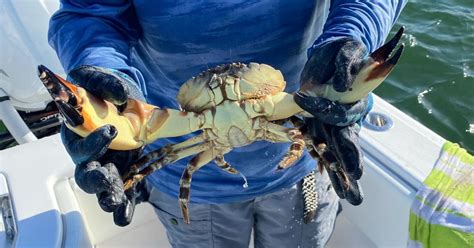 Methods For Harvesting Florida Stone Crabs Offshore