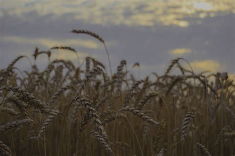 Weizen Feld Weizenfeld Gerade Kostenloses Foto Auf Pixabay Pixabay