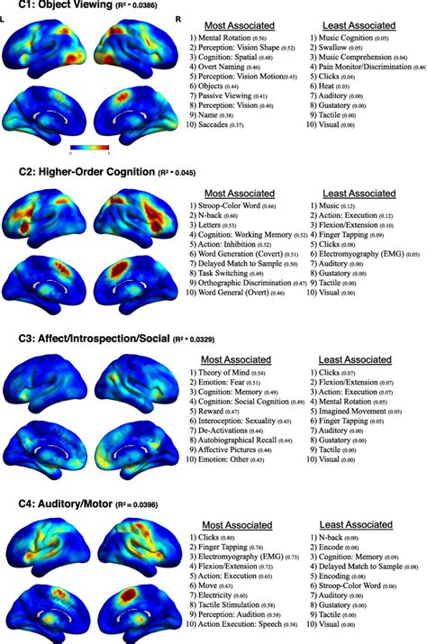 Centroid Activation Maps And Behavioral Decoding For Four Cluster