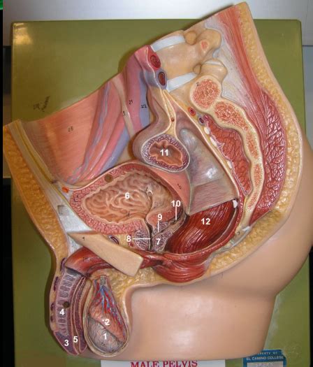 Male Reproductive Model Diagram Quizlet