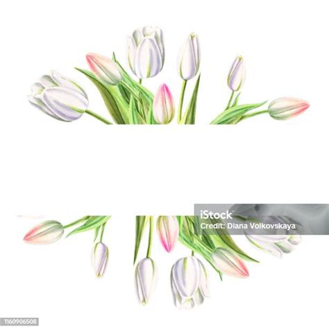 아름 다운 흰색 튤립 텍스트 프레임입니다 플로럴 컬렉션 마커 그리기 수채화 그림입니다 0명에 대한 스톡 벡터 아트 및 기타 이미지 Istock