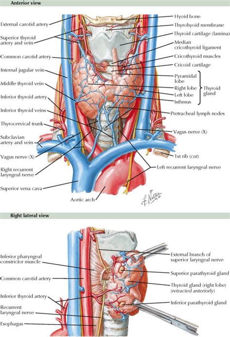 Thyroid Gland Anatomy Netter