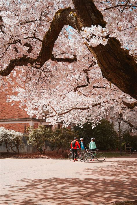 338 Counting Bits Leetcode Easy Step By Approach By Sheefa Naaz