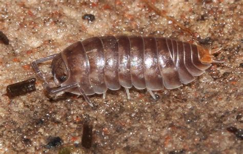 Мокрицы в доме опасны ли они для человека Как избавиться от них