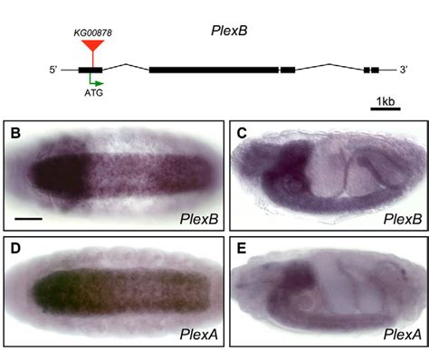 Semaphorin Plexin Signaling Pathway Involved In Regulation Of