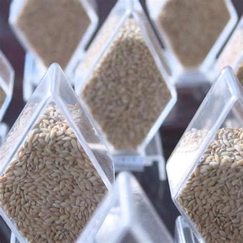 China Completes Third National Survey Of Crop Germplasm Resources Cgtn