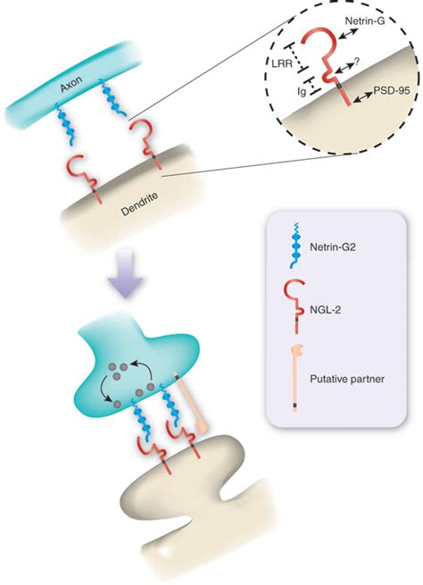 Ssltls Synapse
