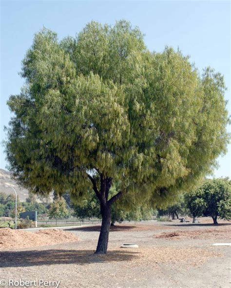 Australian Willow Tree In Arizona At Savannah Cawthorne Blog