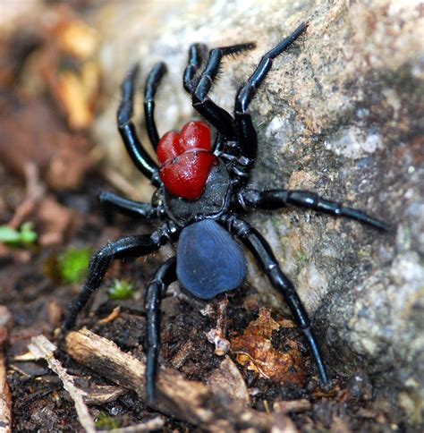 Real Monstrosities Red Headed Mouse Spider