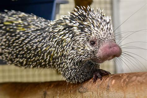 Porcupine Face Porcupine Life Size Mount For Sale 28676 The
