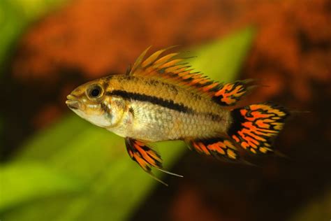 Apistogramma Dwarf Cichlid Care Fact Sheet Breeding And Behavior