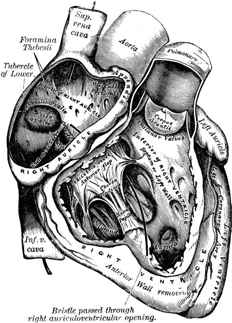 Heart With Right Auricle And Ventricle Laid Open Clipart Etc Medical Illustration Anatomy