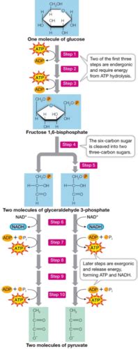 Chapter Cellular Respiration Fermentation Flashcards Quizlet