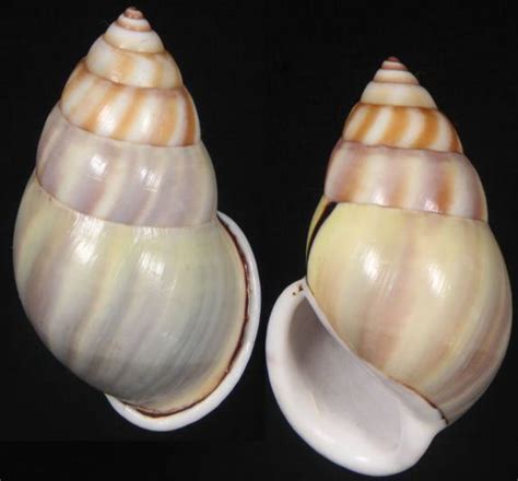 Amphidromus Comes Polymorphus 3442897