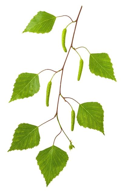 Abedul Aislado Rama De Abedul Con Hojas Verdes Frescas De Primavera Y