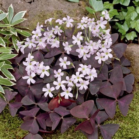 Oxalis Triangularis Bulbs