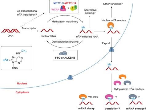 Rna N6 Methyladenosine Methylation In Post Transcriptional Gene Expression Regulation Pmc