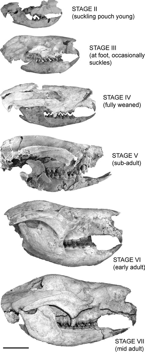 Lateral Cranial Profiles Of Nimbadon Lavarackorum Ontogenetic Series Download Scientific