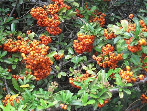 IN THE GARDEN Berries For The Birds Fire Up The Seasons