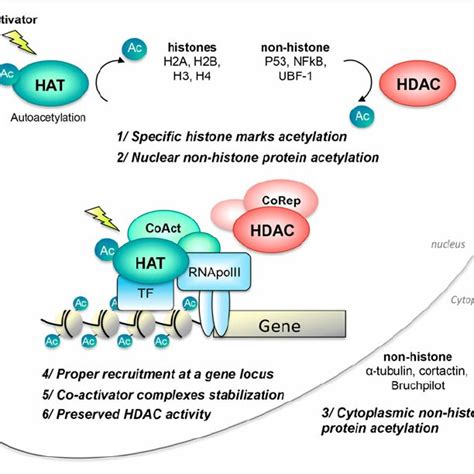 Role Of Acetylation In Different Lineage Determination The Neural Stem