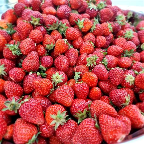 달달청나라 딸기꼭지따기 완전 달고 싱싱함이 대박🤩🤩 딸기꼭지 따다가 내입으로 직진ㅋㅋ 딸기로 배 채울기세네요ㅋㅋ 지금매장은