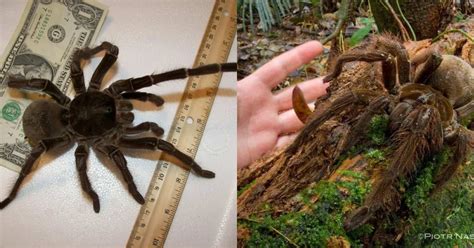 Lo I Nh N Kh Ng L C K Ch Th C B Ng M T Con Ch Con L Vui Vi T Gi I Tr