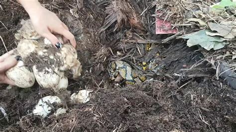 Reticulated Python Nesting In The Yard Of A House In Ubudvery Lucky To