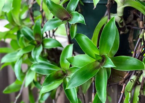Foliage Follow Up Basket Plant