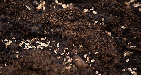 Semillas Sembradas En Una Cama En El Suelo Cultivo De Alimentos