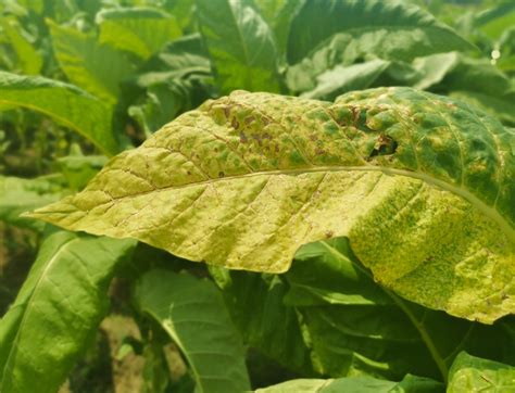 Chinese Scientists Use Dengue Fever Virus To Build Safer Gene Editing System