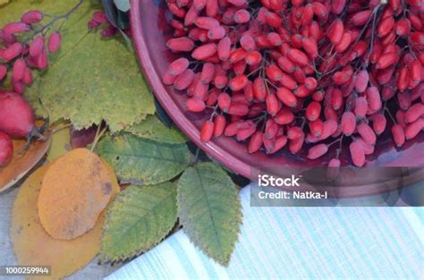 다양 한가 나무 보드에 매 발톱 나무 열매의 전체 컵 나뭇잎과 열매 0명에 대한 스톡 사진 및 기타 이미지 0명 10월