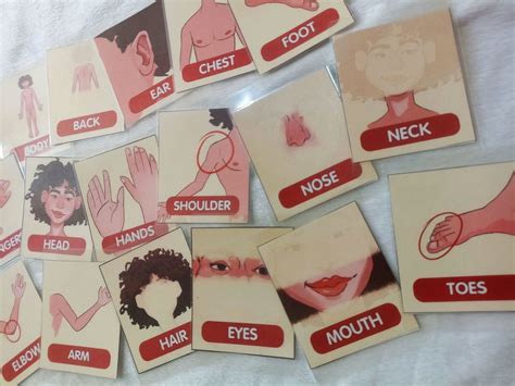 Flashcards Partes do Corpo inglês Elo7 Produtos Especiais