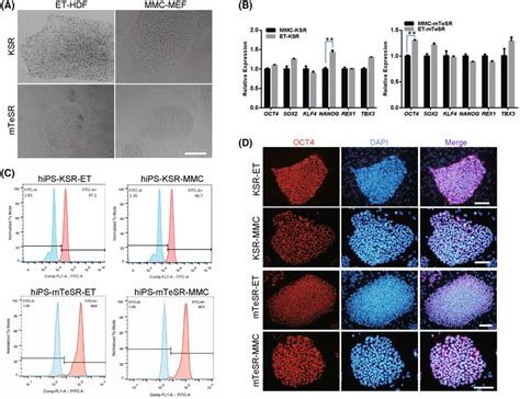 Maintenance Of Self‐renewal And Pluripotency Of Primed Human Ipscs On Download Scientific