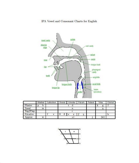9 Sample IPA Chart Templates To Download Sample Templates